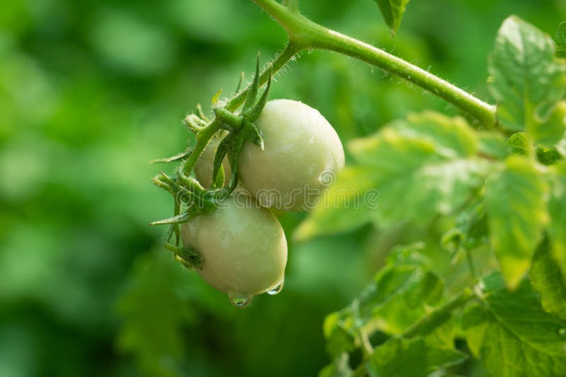 Tomateiro foto de stock. Imagem de tomate, gota, alimento - 176998784