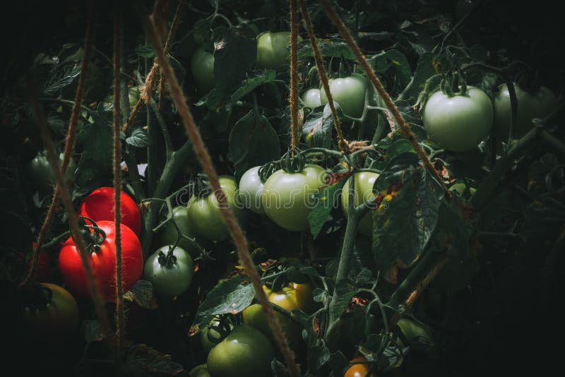 Tomateiro no campo foto de stock. Imagem de jardim, local - 218180812