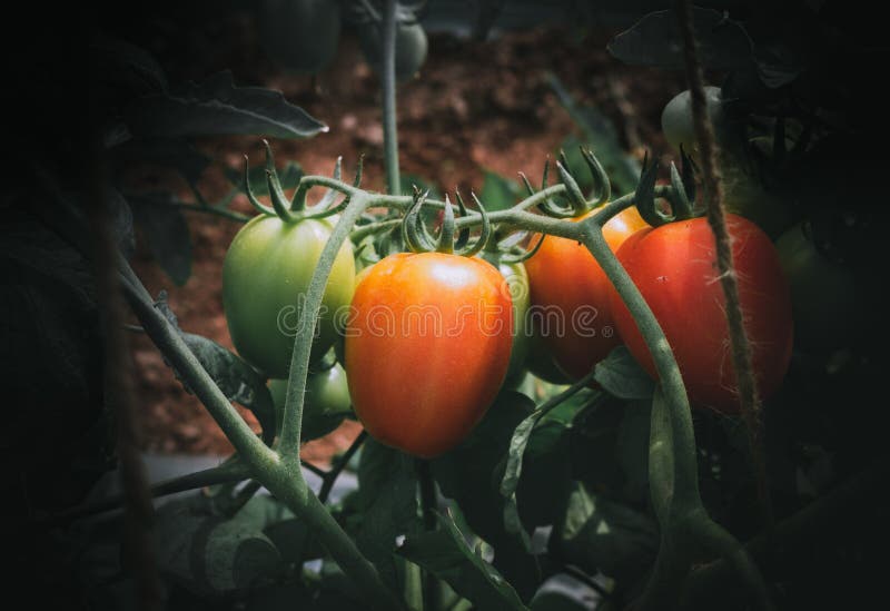 Brotos De Tomateiro Crescem Em Estufa Imagem de Stock - Imagem de ...