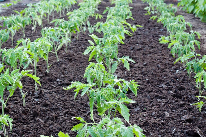 Tomatenpflanzen Im Garten Landwirtschaftlich, Industriekonzept ...