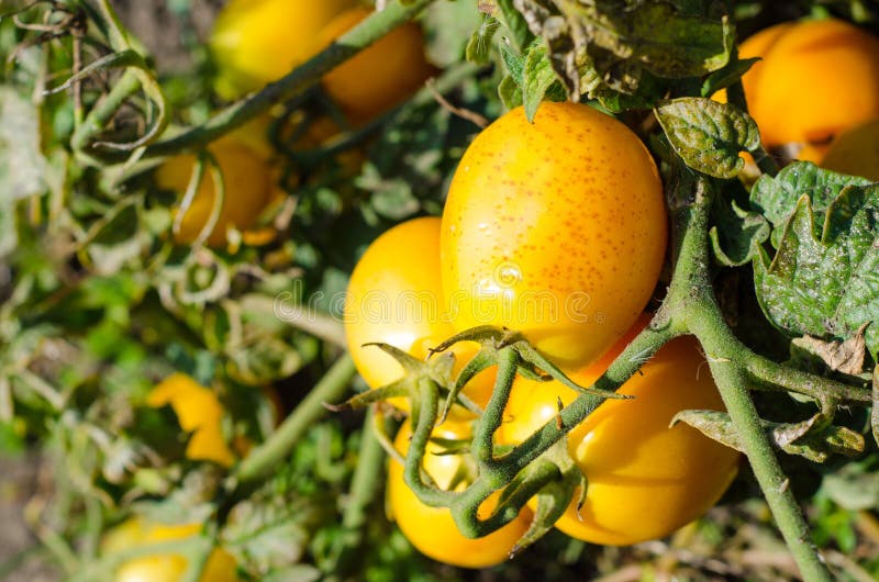 Tomates amarelos foto de stock. Imagem de naughty, alimento - 152604226