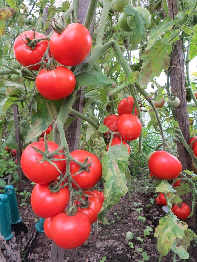 Bio jardin de tomate image stock. Image du fruit, jardin - 27810563