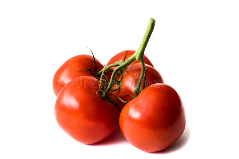 Tomates Em Um Ramo Em Um Fundo Branco Imagem de Stock - Imagem de ...