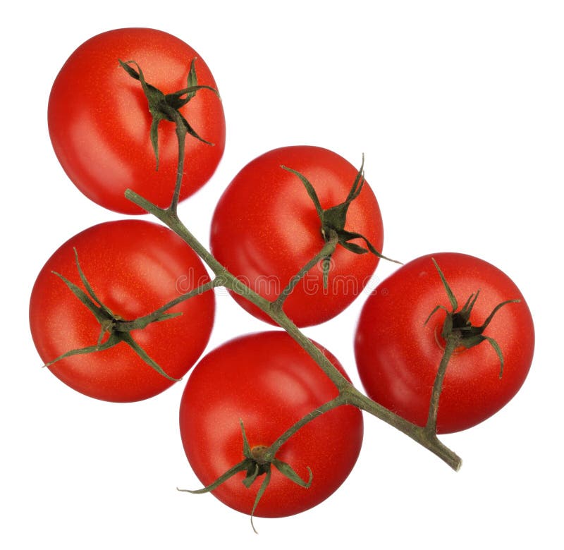 Tomates Em Um Ramo Isolado No Fundo Branco Foto de Stock - Imagem de ...
