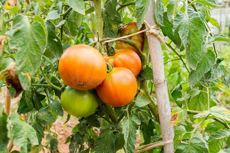 Tomates en rama imagen de archivo. Imagen de antioxidante - 44129573