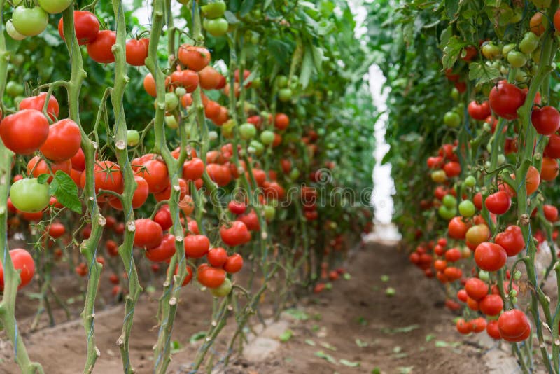 Tomates en un invernadero imagen de archivo. Imagen de color - 44667321