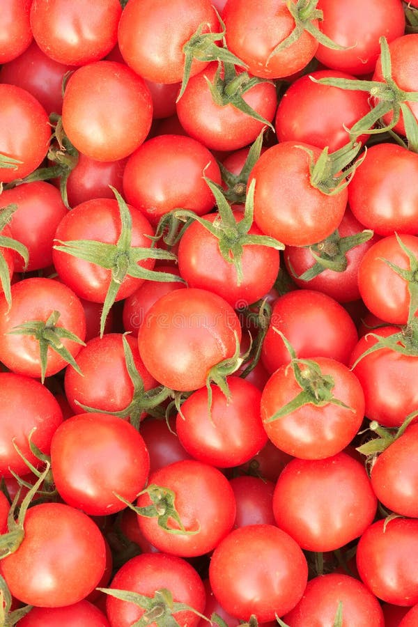 Tomates pequenos imagem de stock. Imagem de arranjo, agricultura - 5948973