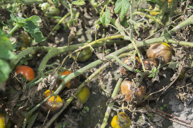 186 Tomates Podres Fotos - Fotos de Stock Gratuitas e Fotos Royalty ...