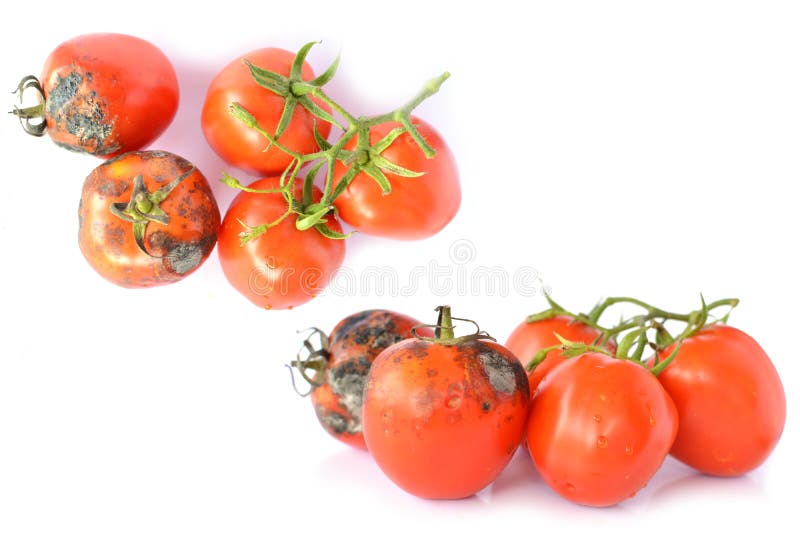 Tomates Podres Isolados No Fundo Branco Foto de Stock - Imagem de ...