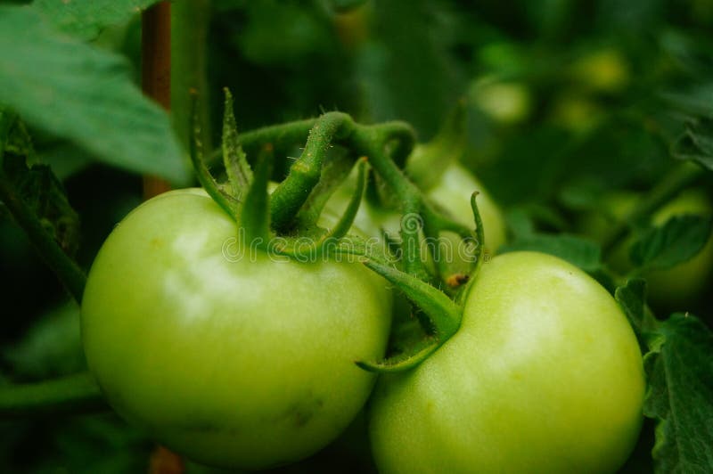 Tomates Que Penduram Nos Ramos Dos Tomates Imagem de Stock - Imagem de ...