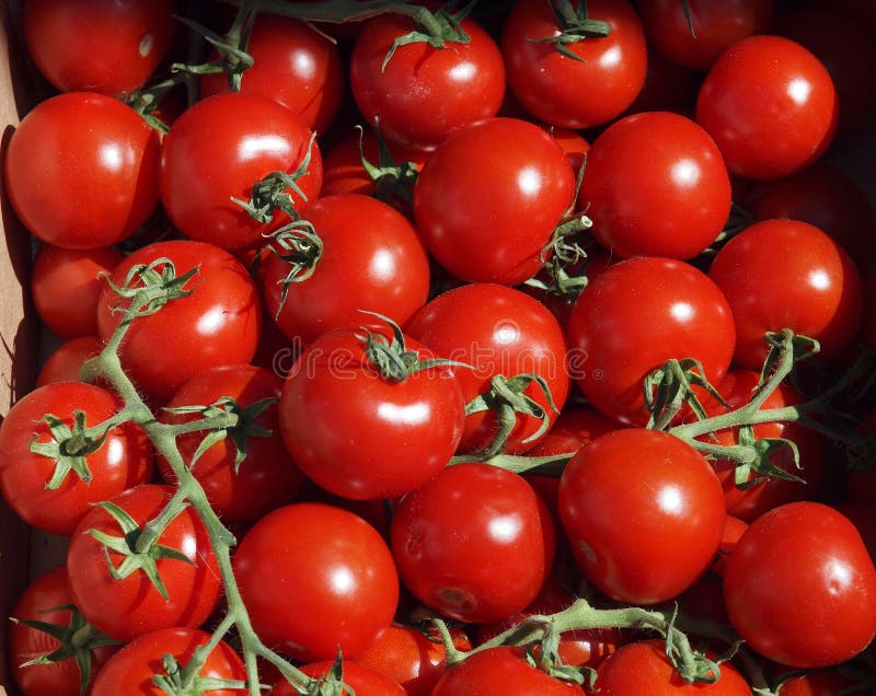 Tomates rouges mûres image stock. Image du vivacité, écologique - 33248915