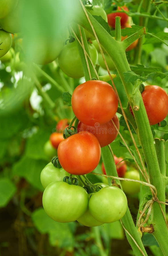 Tomates Verdes Maduros E Verdes Vermelhos No Ramo Imagem de Stock ...