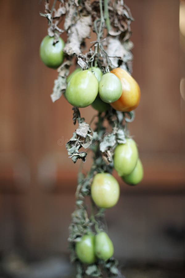 Tomates Verdes - Roma - Tomate De Ciruelo Foto de archivo - Imagen de ...