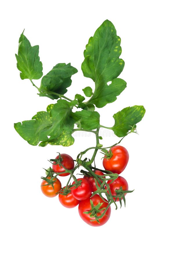 Tomates Vermelhos Em Ramos Com As Folhas No Branco Imagem de Stock ...