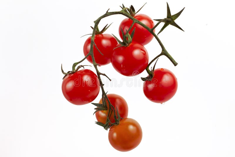 Tomates Vermelhos Em Um Ramo Imagem de Stock - Imagem de bonito ...