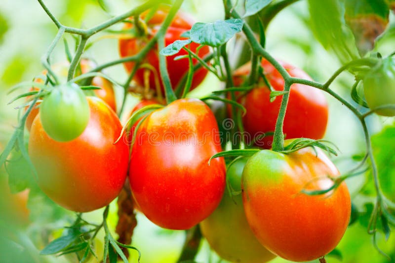 Tomates Vermelhos No Ramo Com Fundo Verde Borrado Imagem de Stock ...