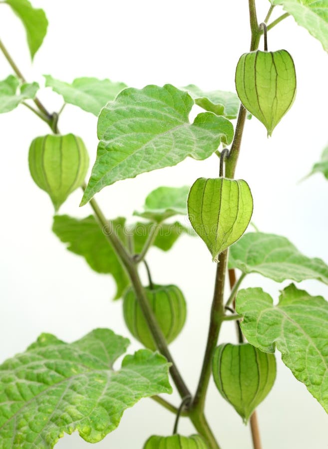 1,214 Tomatillo Plant Stock Photos - Free & Royalty-Free Stock Photos ...