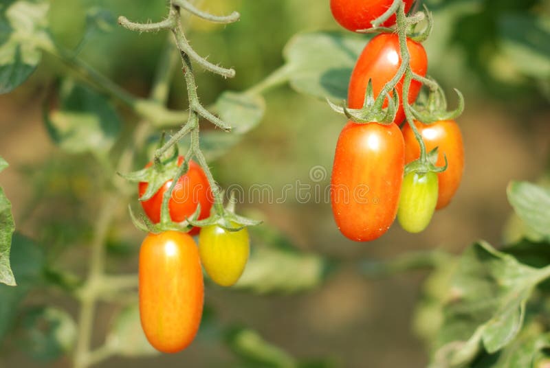 Tomato stock photo. Image of edible, stalls, nutrition - 12629404