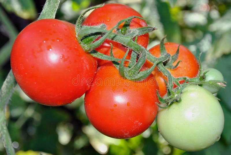 Tomato Picture. Image: 18846524