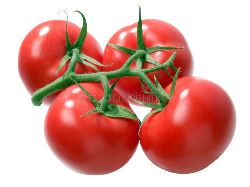 Tomato. stock photo. Image of bright, tomato, fresh, juicy - 14624096