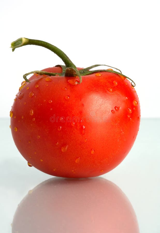 Tomato stock photo. Image of salad, water, isolated, healthy - 19337846