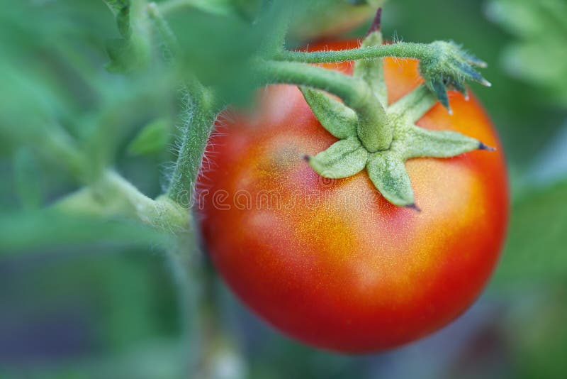 Tomato stock image. Image of closeup, food, health, bright - 26433383