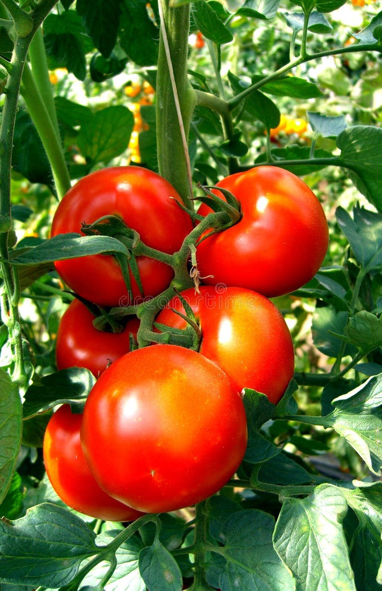 2,347,553 Tomato Pasre Stock Photos - Free & Royalty-Free Stock Photos ...