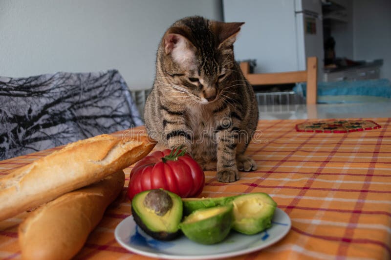 Tomato with Avocado and Tabby Cat Stock Image - Image of dish, cuisine ...
