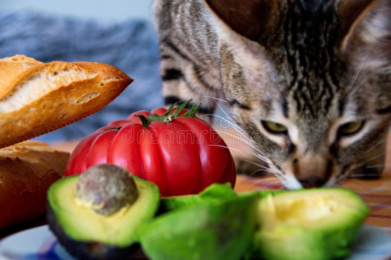 Tomato with Avocado and Tabby Cat Stock Image - Image of kitten, animal ...