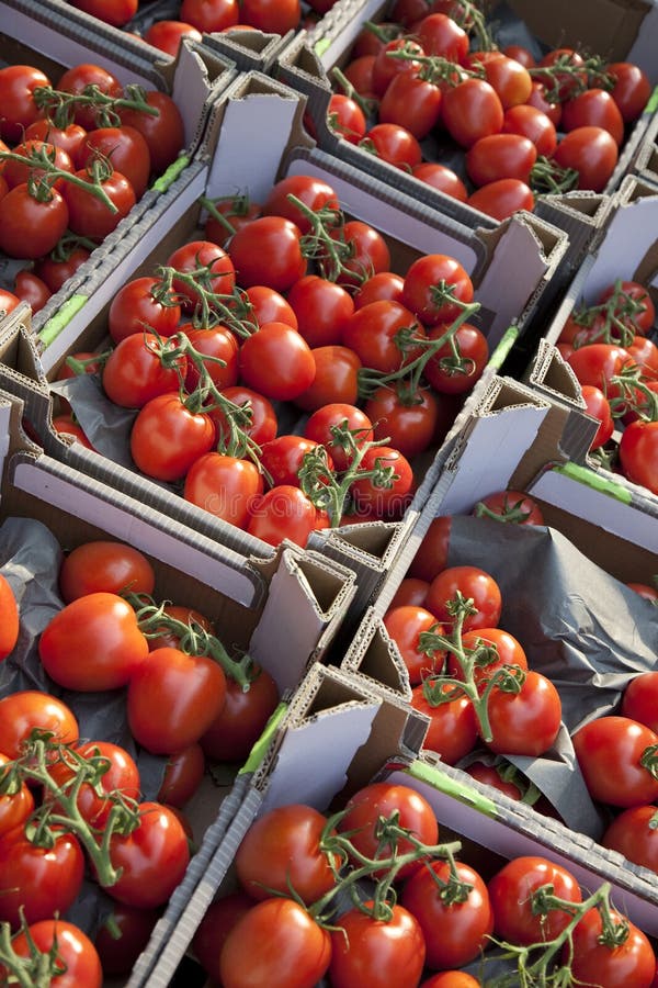 Tomato Background stock image. Image of diagonal, nutrition - 19372429