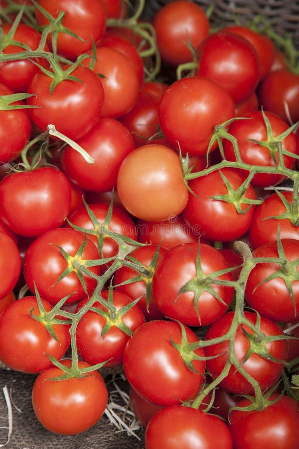 Tomato Background stock image. Image of food, fruit, vegetable - 49541081