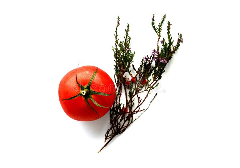 Tomato and Branch with Red Berries Stock Photo - Image of fruit, food ...