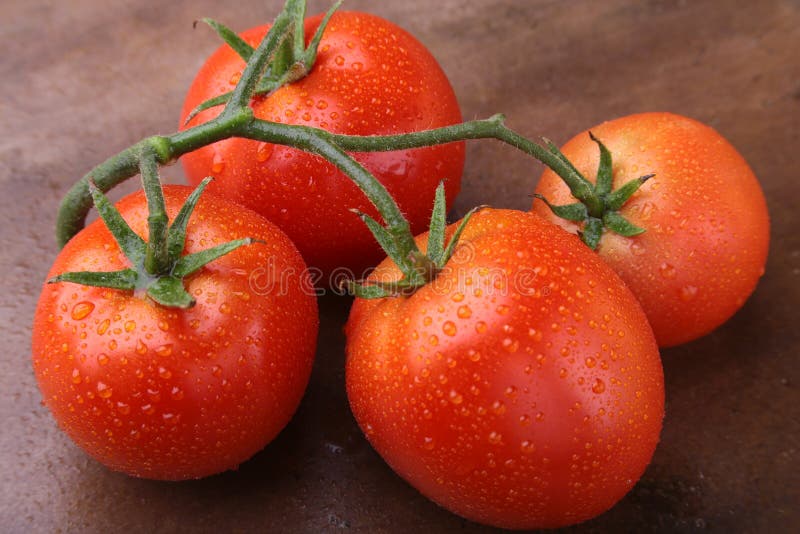 Tomato Branch with Very Fresh and Delicious Red Tomatoes Stock Image ...