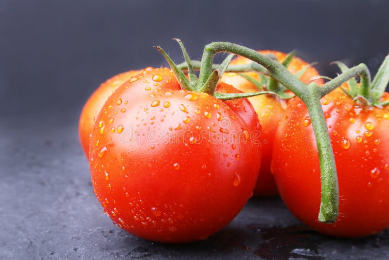 Tomato Branch with Very Fresh and Delicious Red Tomatoes Stock Image ...