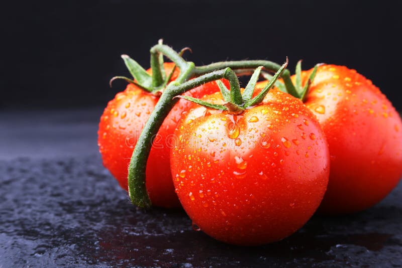 Tomato Branch with Very Fresh and Delicious Red Tomatoes Stock Photo ...