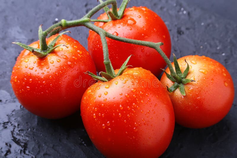 Tomato Branch with Very Fresh and Delicious Red Tomatoes Stock Photo ...