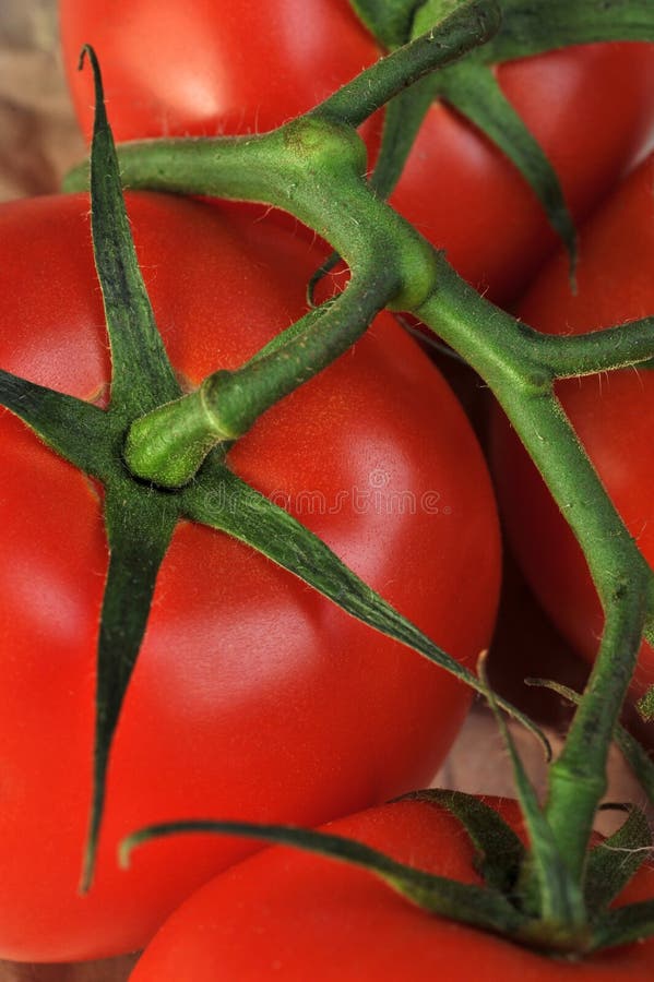Tomato bunch stock photo. Image of leaf, organic, close - 12173040