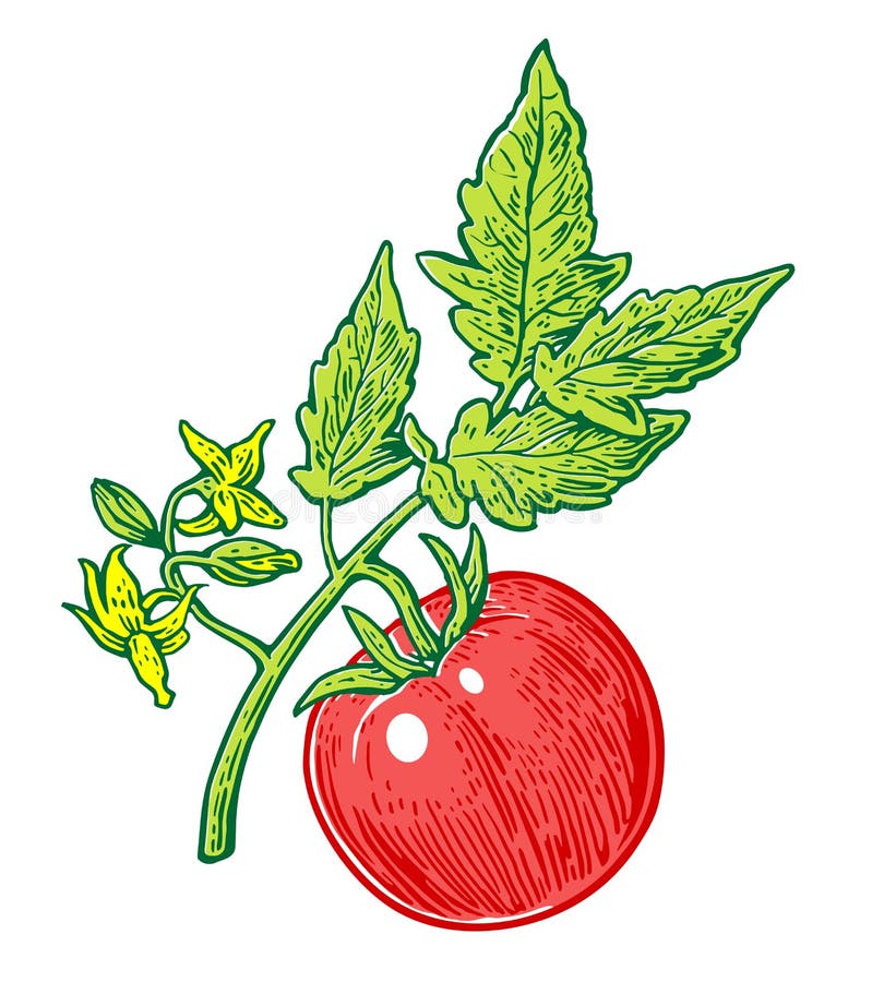 Tomato Leaves Drawing