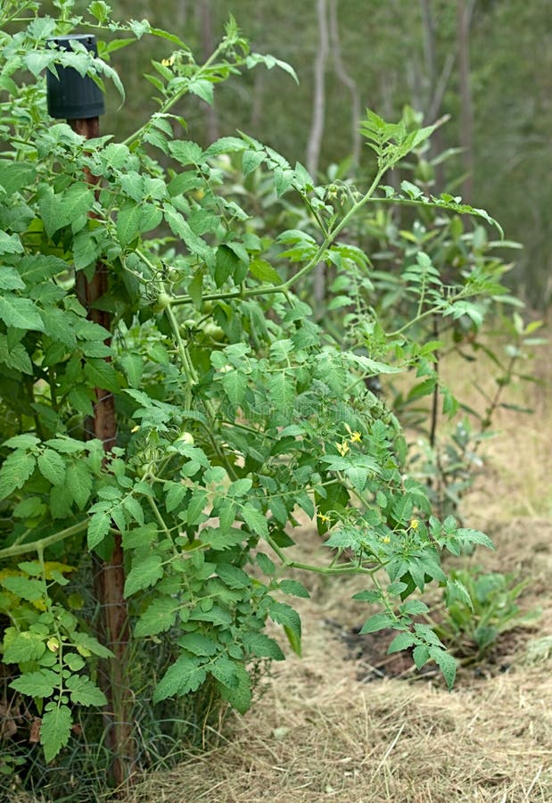 Tomato bush organic garden stock image. Image of homegrown - 31231185