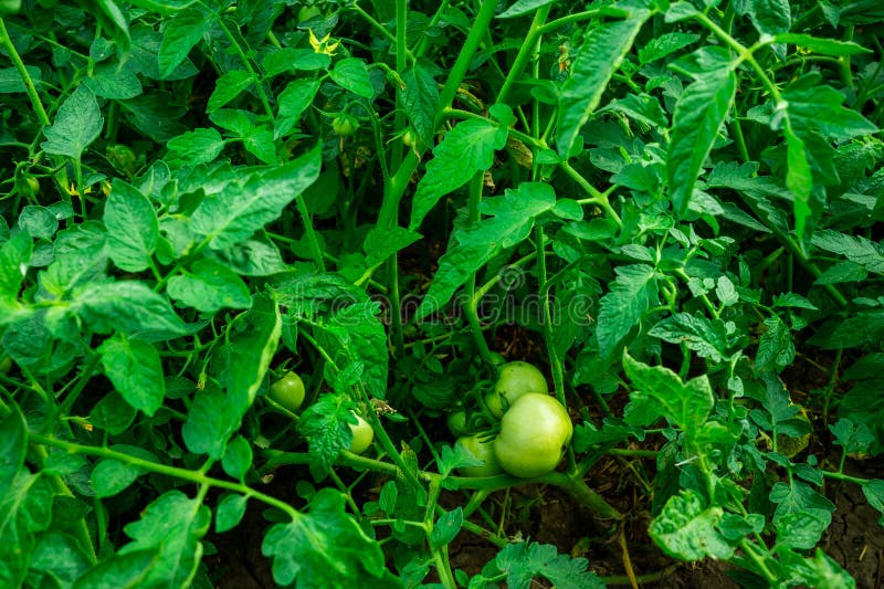Tomato Bushes with Green Tomatoes. Top View of Ripening Tomatoes Stock ...