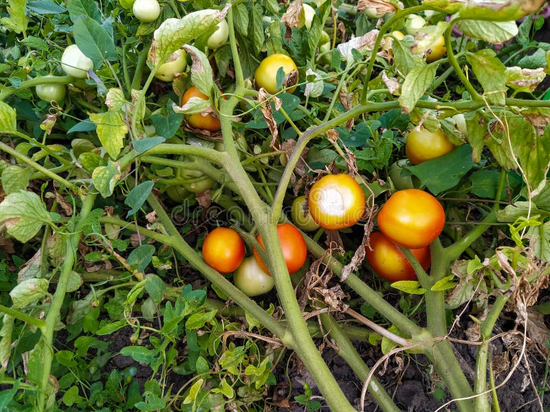 Tomato Bushes Growing in the Garden Stock Photo - Image of leaf, grow ...