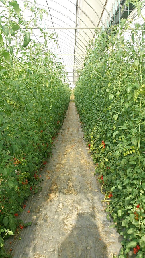 Cherry tomato farm stock photo. Image of botanic, fruit - 26222972