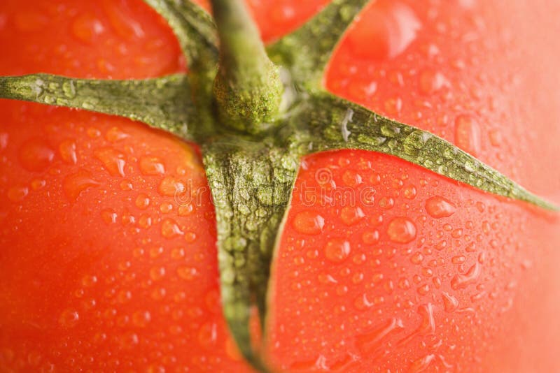 Tomato close up. stock photo. Image of macro, fruit, nutrition - 3613632