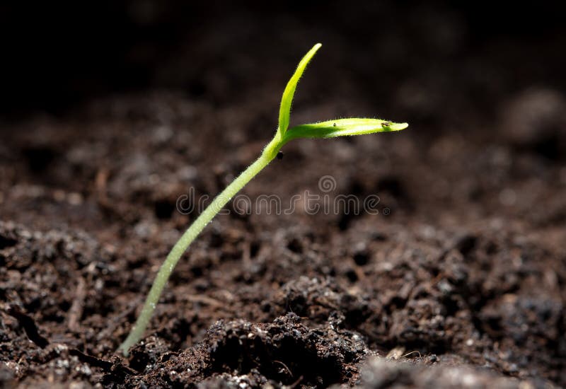 A Tomato Comes from a Seed in the Ground in the Spring. Macro Stock ...