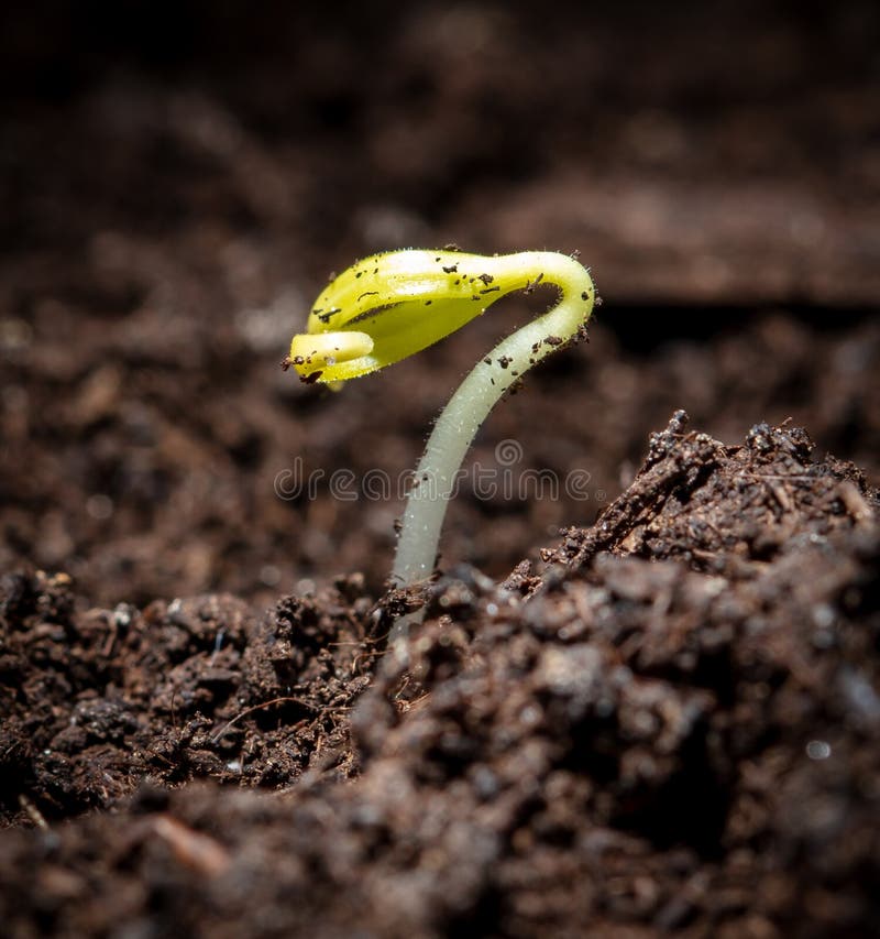 A Tomato Comes from a Seed in the Ground in the Spring. Macro Stock ...