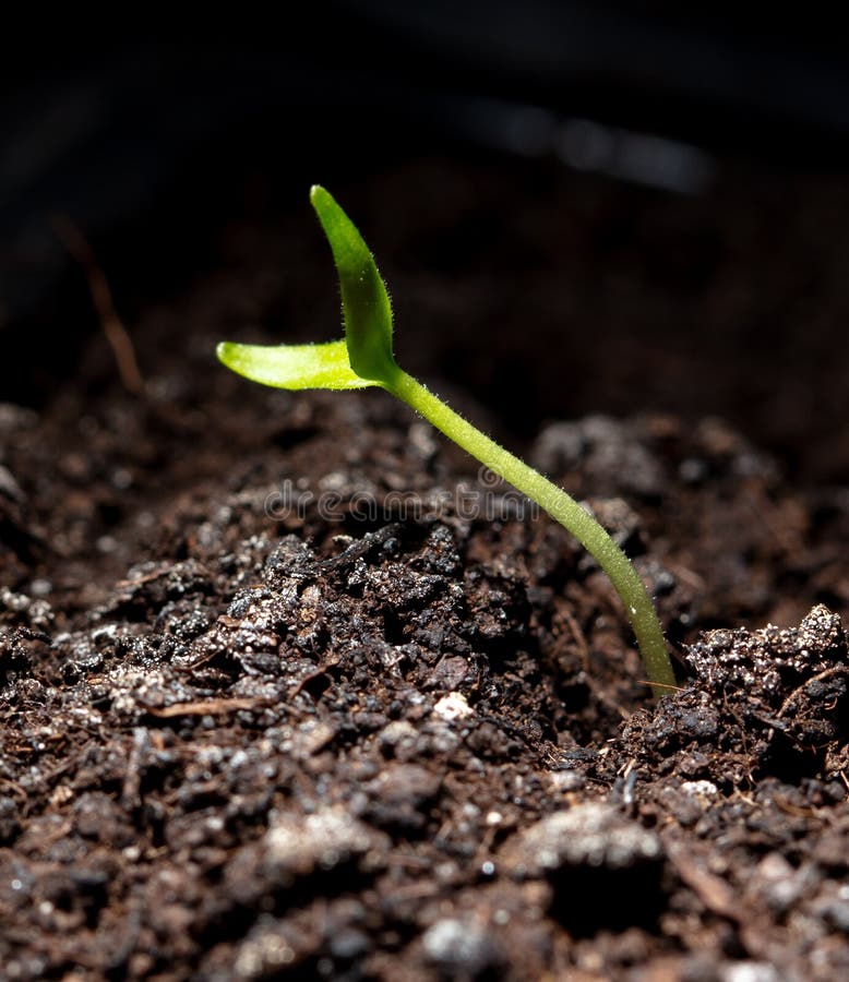 A Tomato Comes from a Seed in the Ground in the Spring. Macro Stock ...