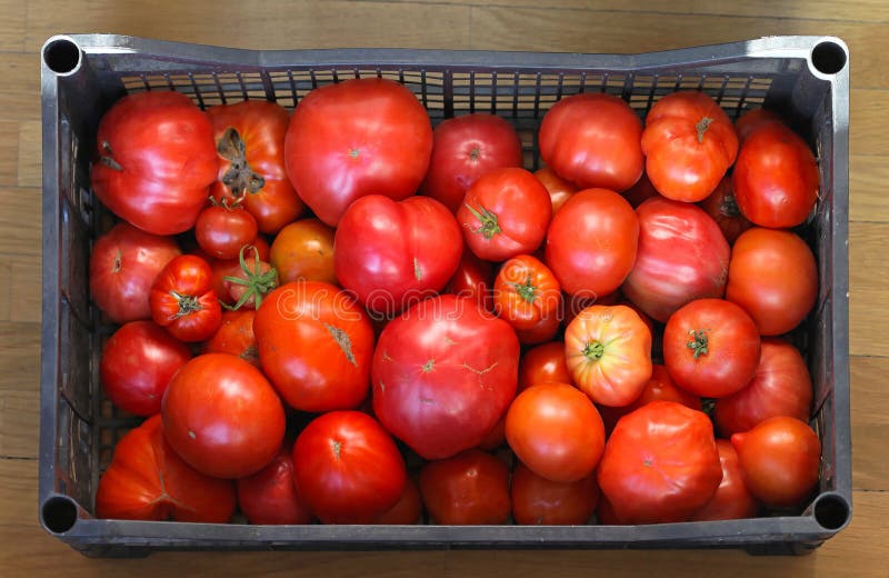 Tomato crate stock photo. Image of healthy, organic, vegetable - 36598752