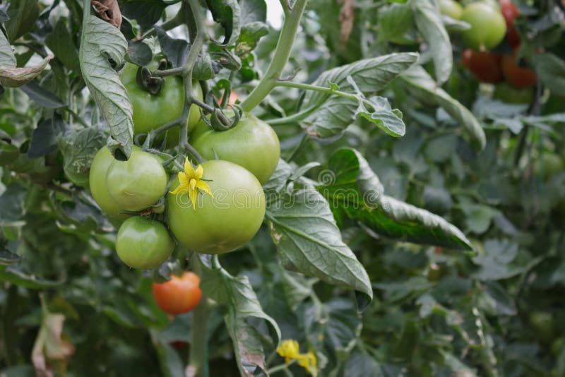 Tomato Crop stock image. Image of food, tomato, growth - 31363135