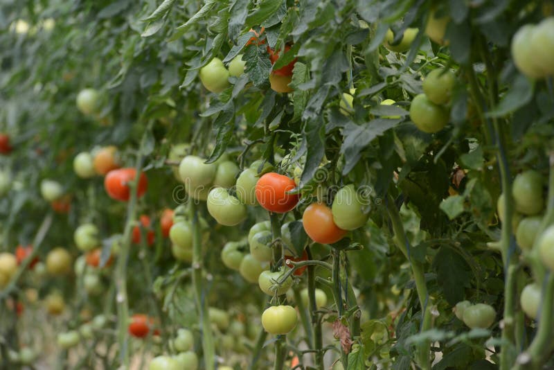 Tomato crop stock image. Image of outdoors, healthy, inside - 45613671