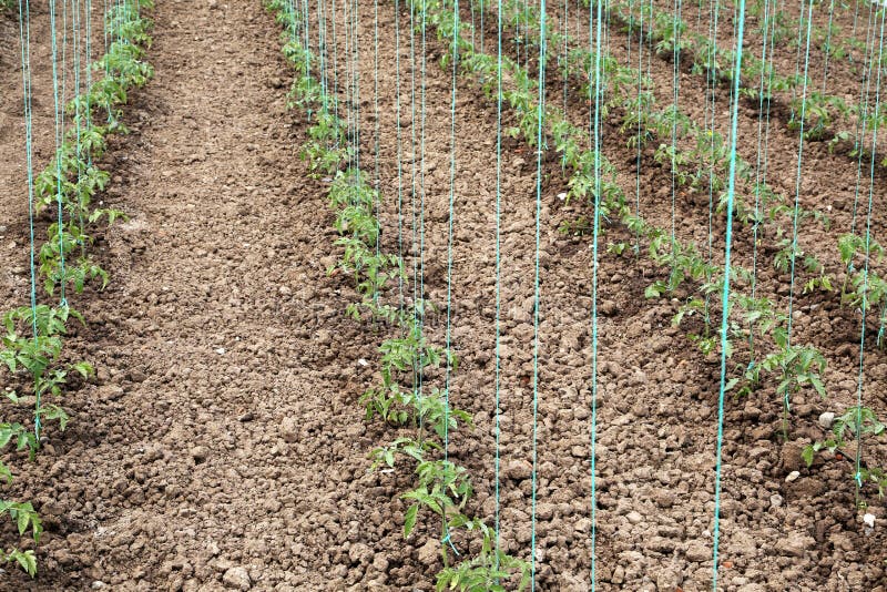 Tomato Cultivating in Green House Stock Photo - Image of gardening ...